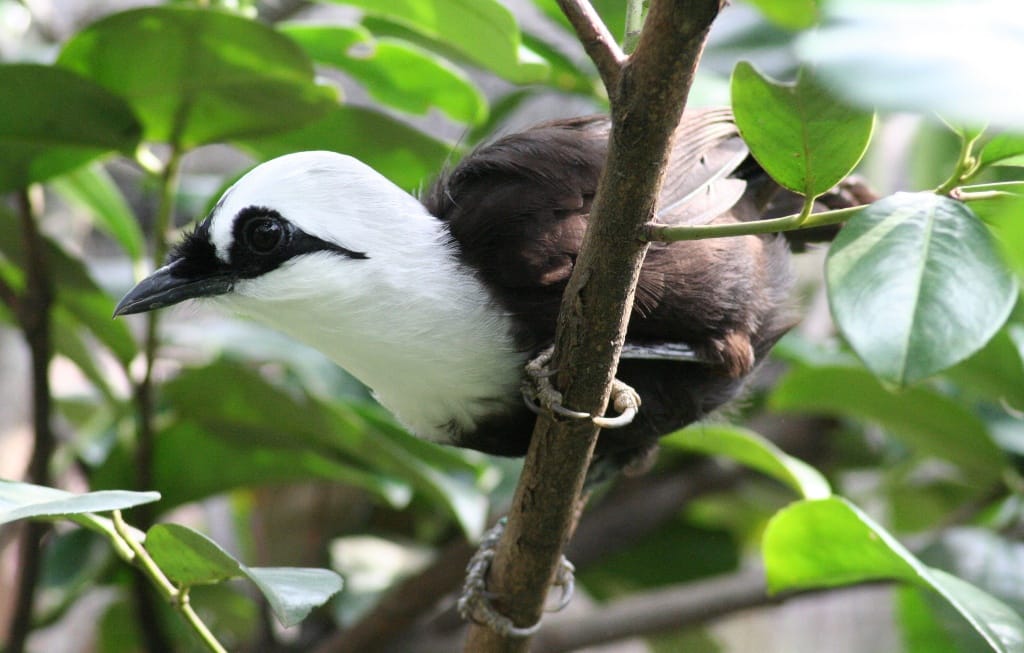 This Silent Forest Campaign Is Helping Protect Songbird Species From ...