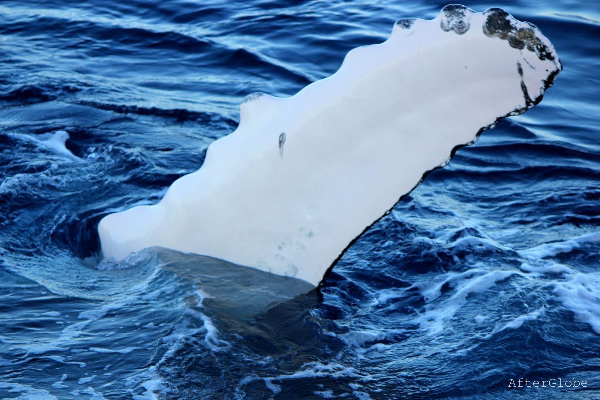 Biomimicry: What We Can Learn from Nature | Green-Books.org