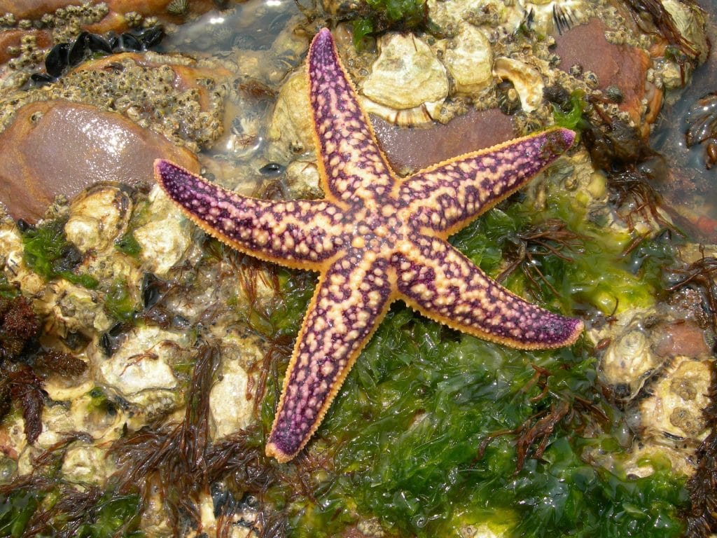 Coral Reefs Under Attack: The Rise of Invasive Species | Green-Books.org